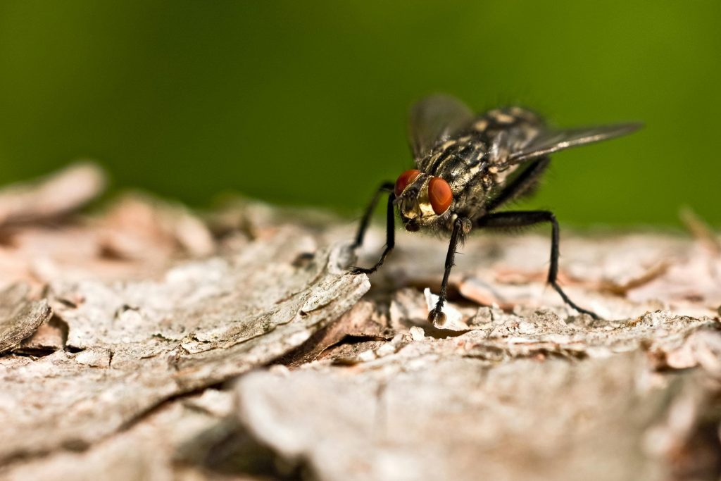 Cluster Fly Removal | Pest Control | Gloucester & Cotswolds | Arrest ...