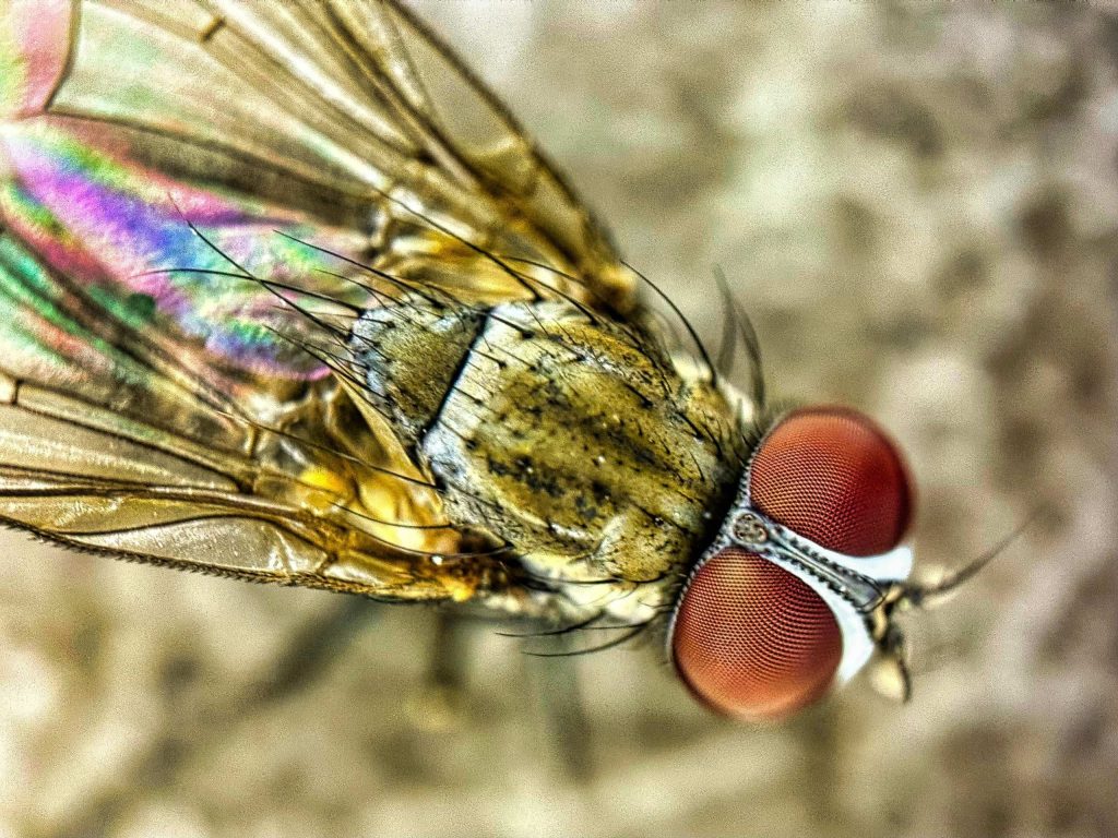Cluster Fly Removal | Pest Control | Gloucester & Cotswolds | Arrest ...